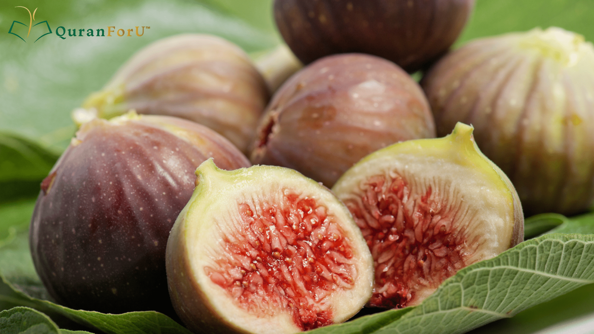 The Health Benefits of Figs: A Fruit Mentioned in the Quran - QuranForU ...
